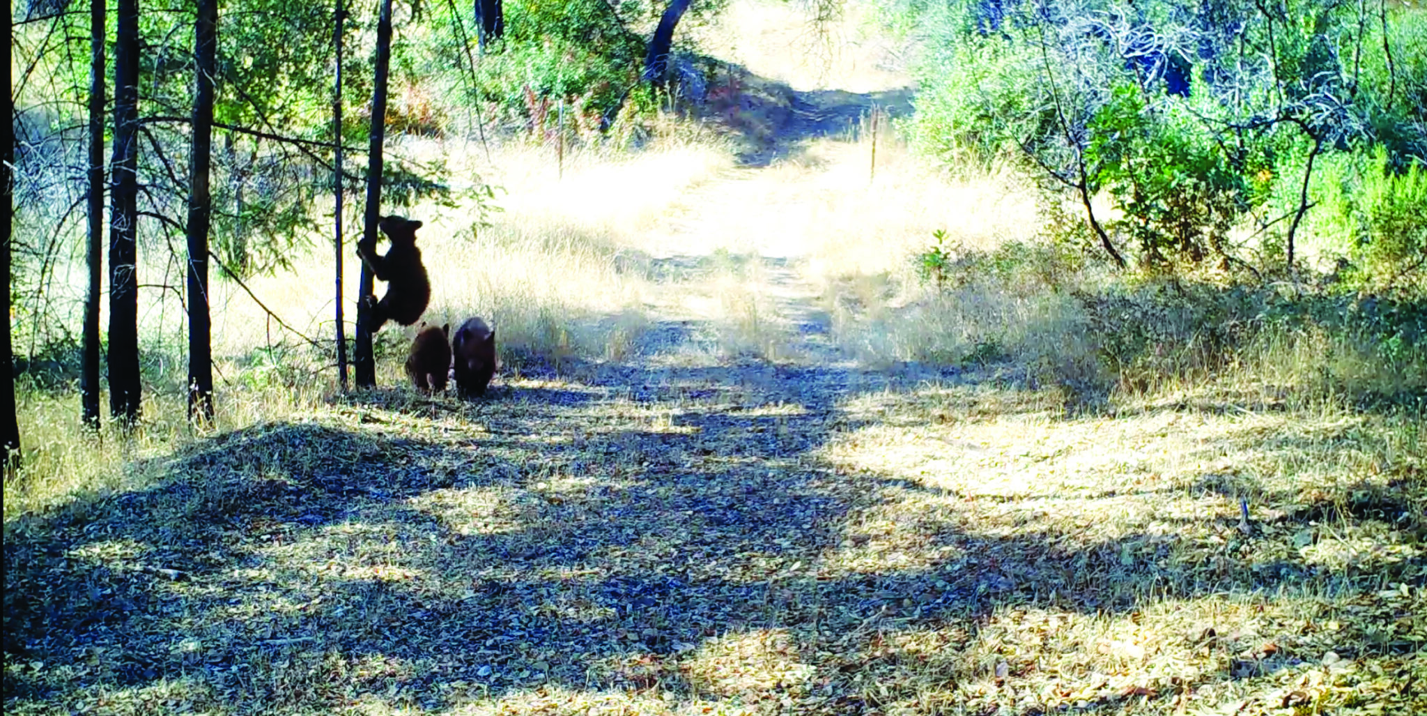 How do we foster a “bear culture” again? - All Hands Ecology